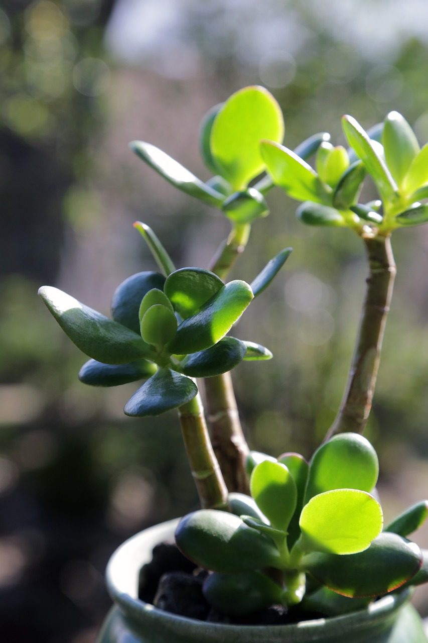 How to Propagate Jade Plant from Leaves: 2 Methods - Blooming Anomaly