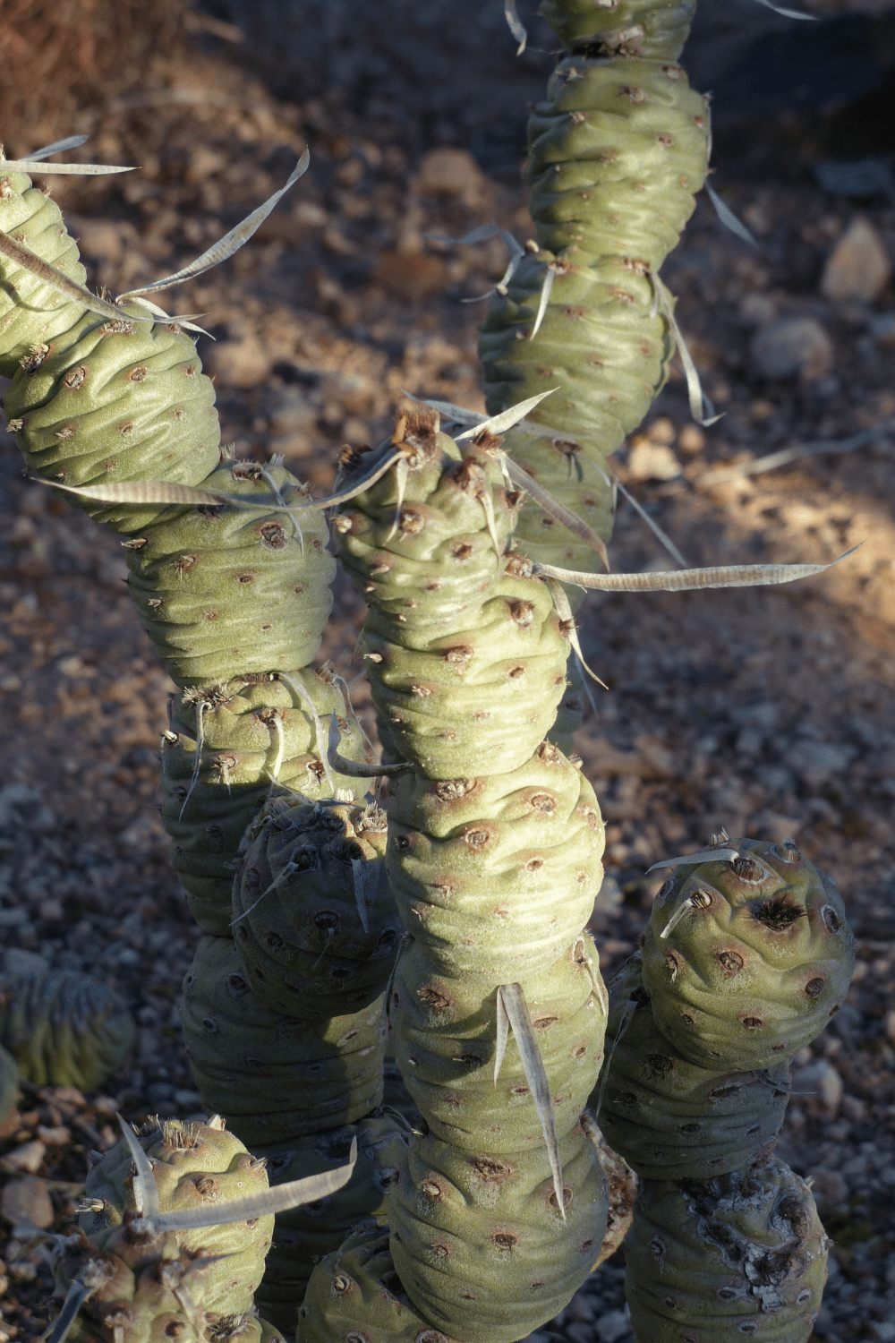 24 of the Most Expensive Succulents in the World - Blooming Anomaly