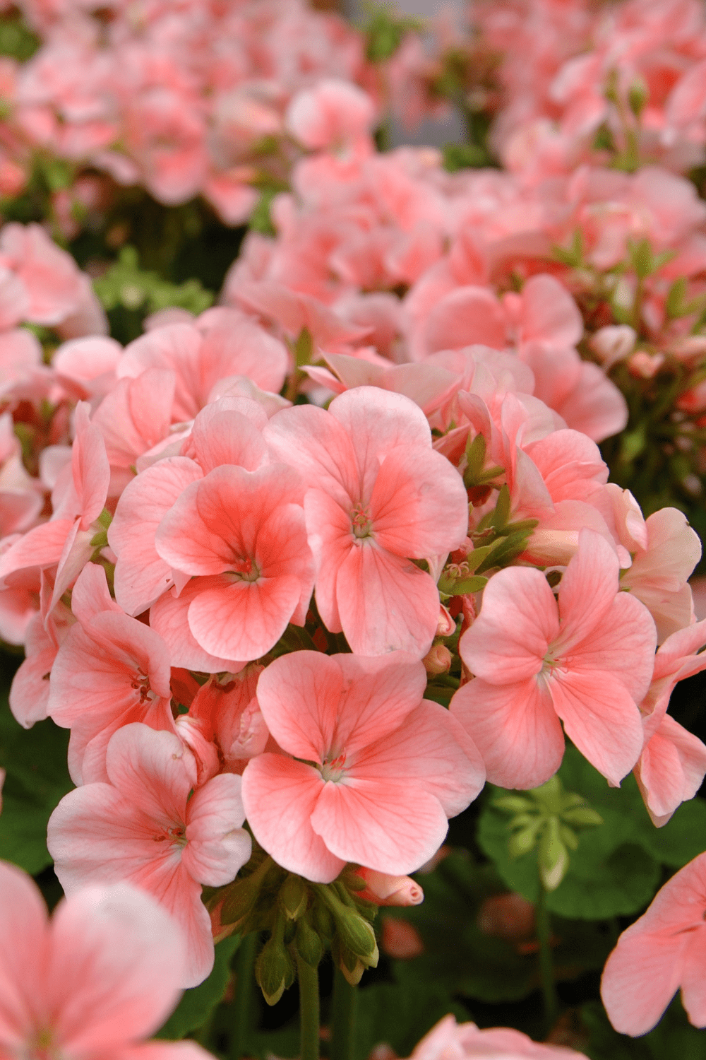 Is Angel Pelargonium a Perennial Plant Guide - Blooming Anomaly