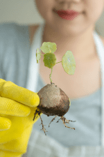 Stephania Erecta Plant Care: Beginner's Guide - Blooming Anomaly