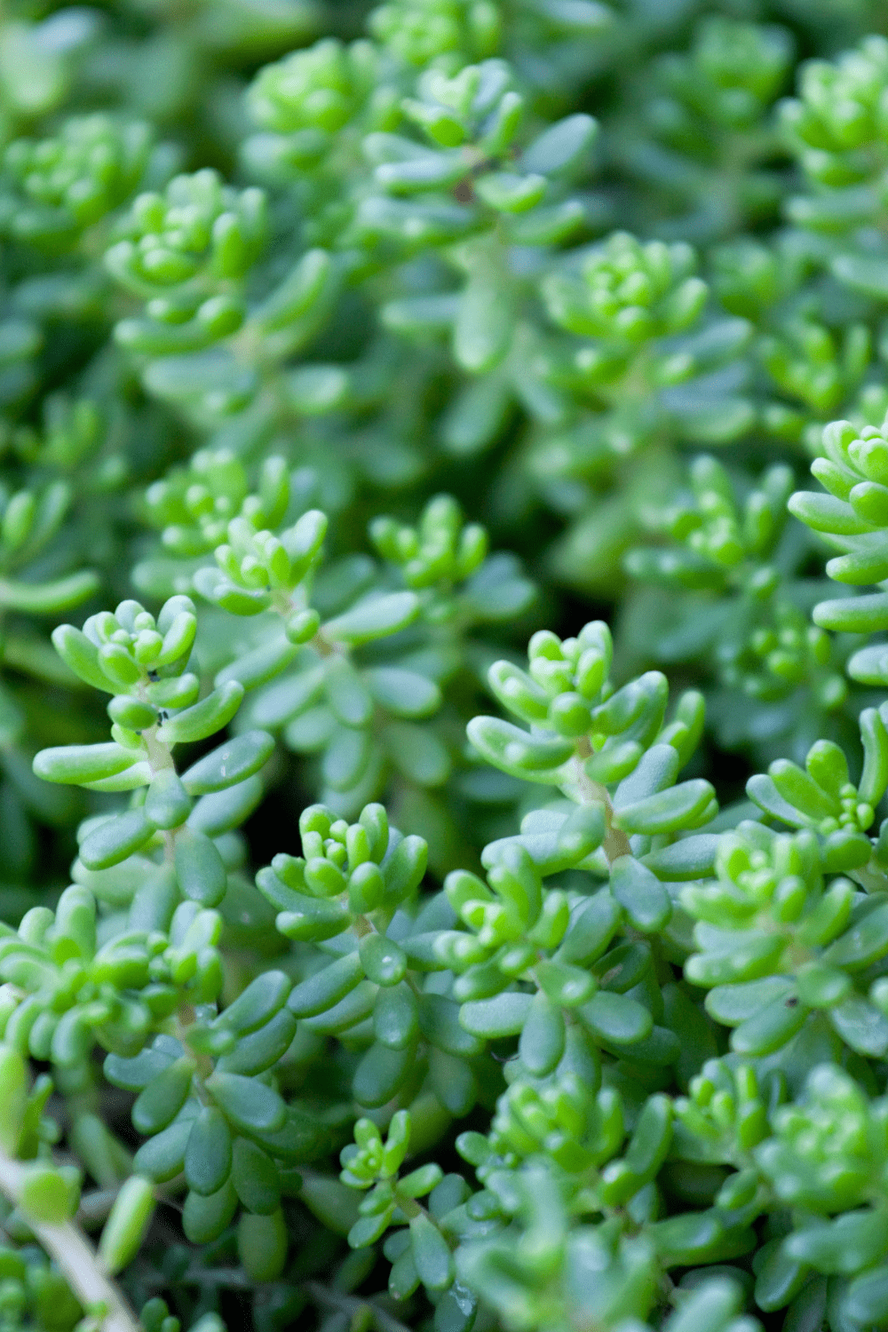 Amazing Types of Sedum Succulents to Grow - Blooming Anomaly