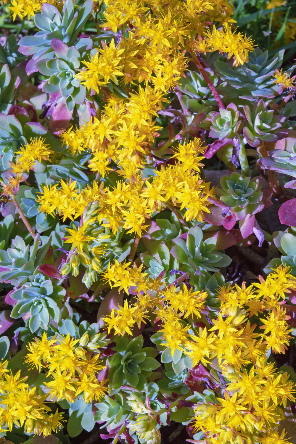 Amazing Types of Sedum Succulents to Grow - Blooming Anomaly