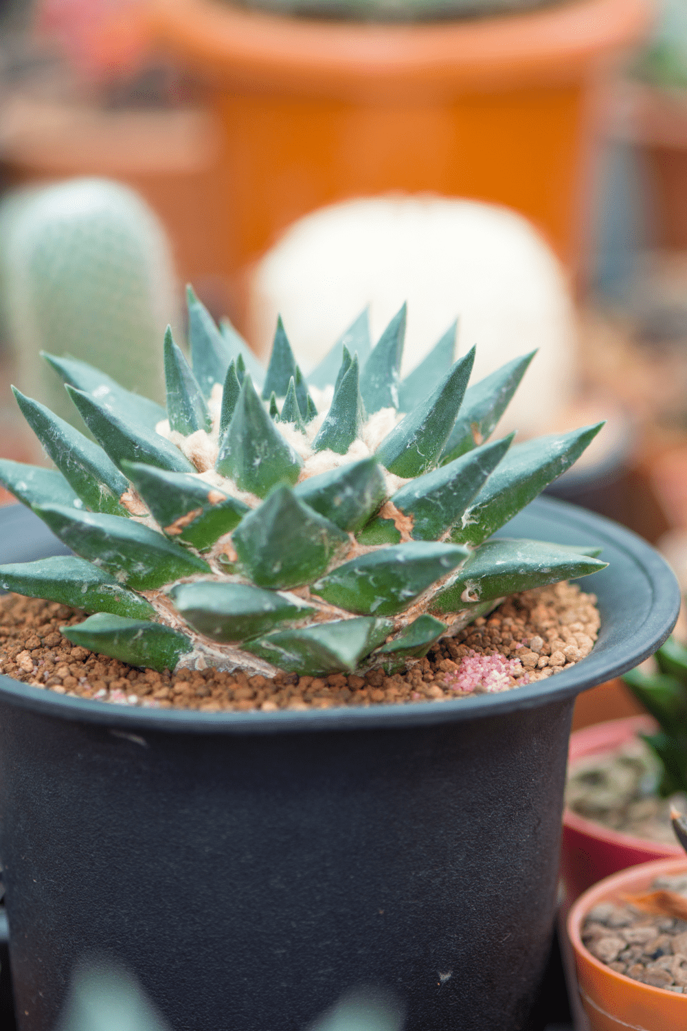 24 of the Most Expensive Succulents in the World - Blooming Anomaly