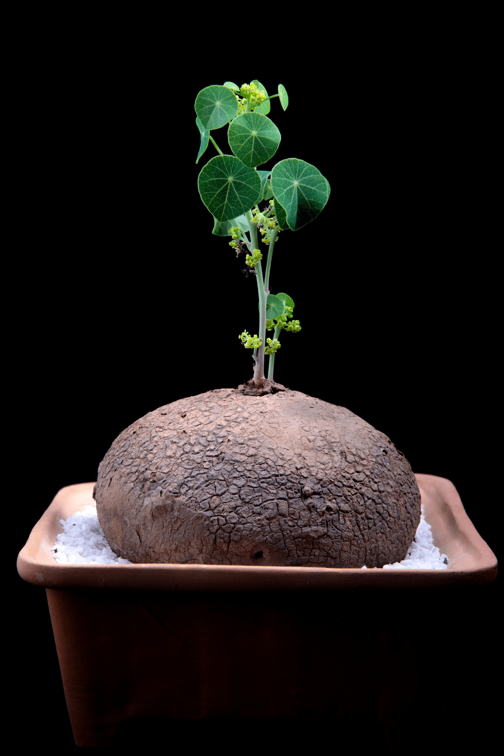 Stephania Erecta Plant Care: Beginner's Guide - Blooming Anomaly