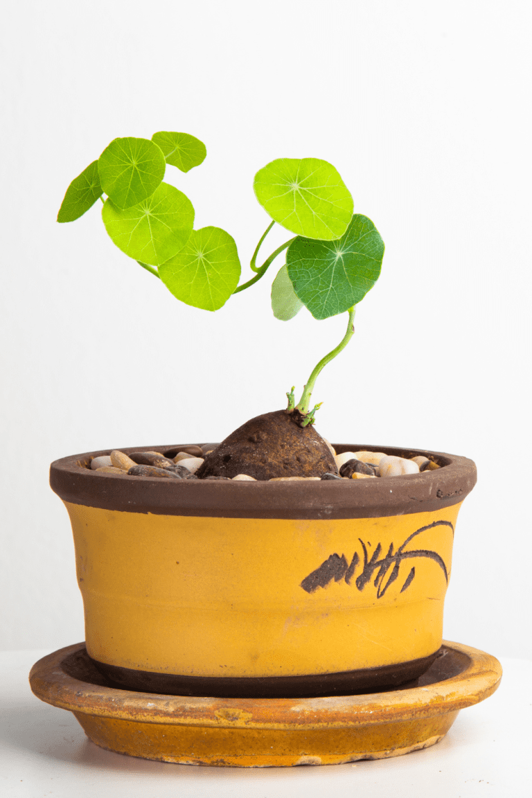 Stephania Erecta Plant Care: Beginner's Guide - Blooming Anomaly