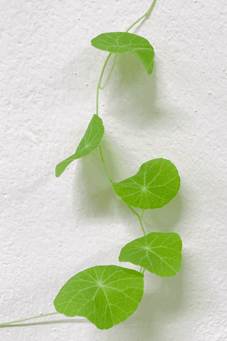 Stephania Erecta Plant Care: Beginner's Guide - Blooming Anomaly