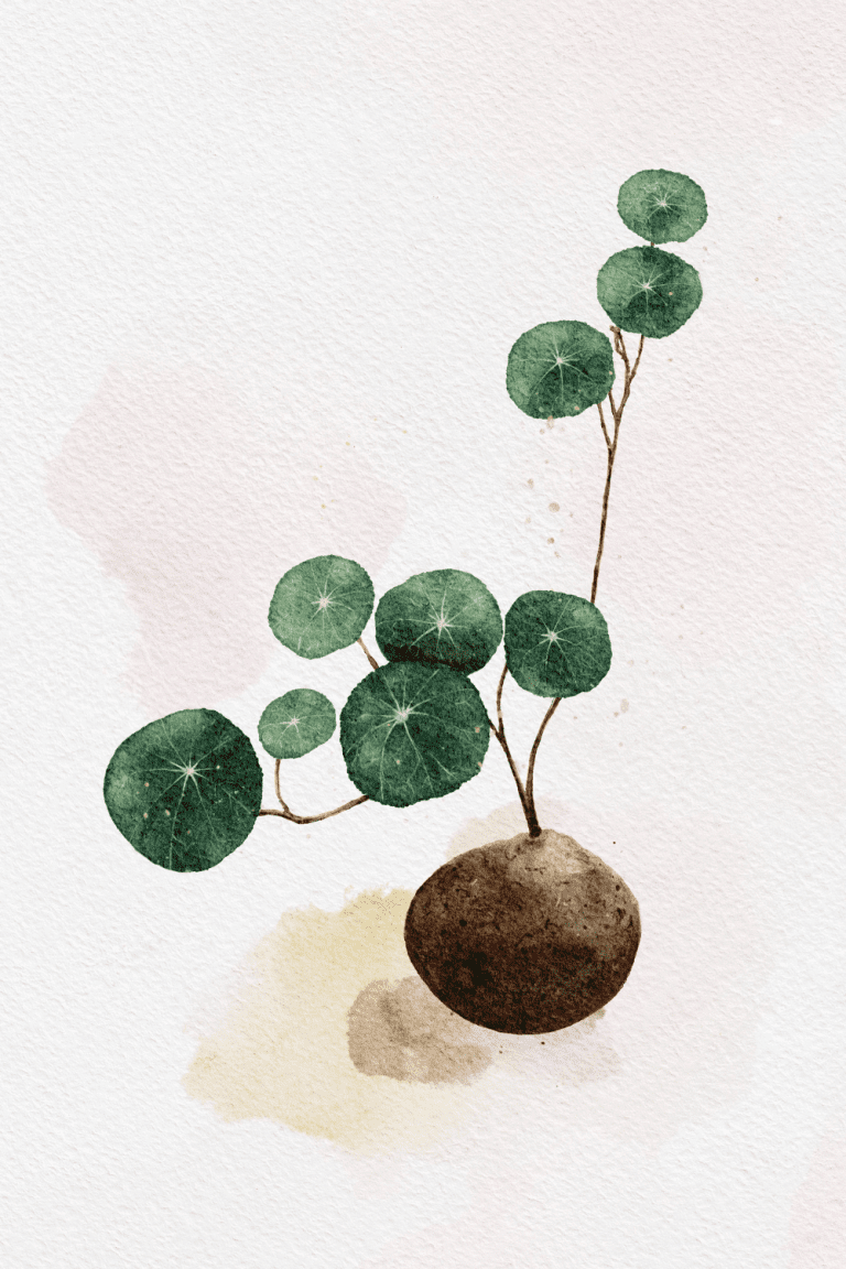 Stephania Erecta Plant Care: Beginner's Guide - Blooming Anomaly