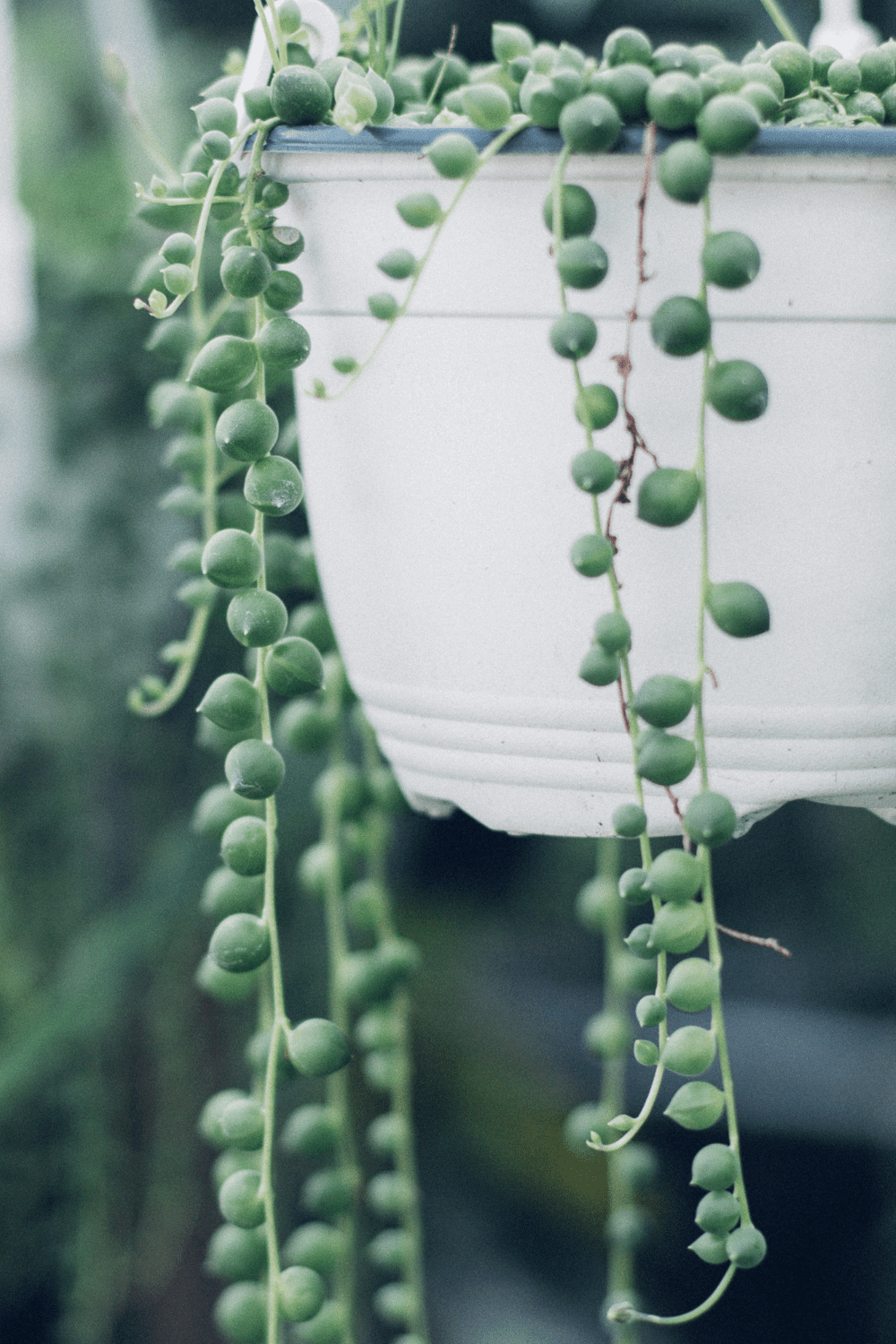 25 Popular Tall Succulent Types to Grow - Blooming Anomaly