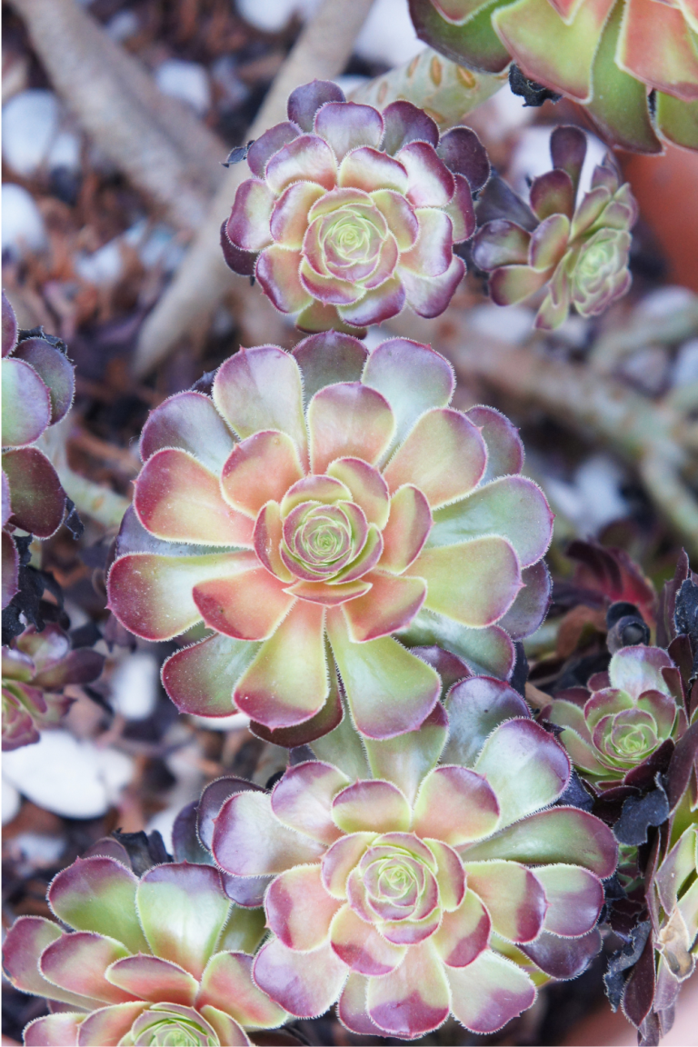 21 Stunning Types of Purple Succulents to Grow - Blooming Anomaly