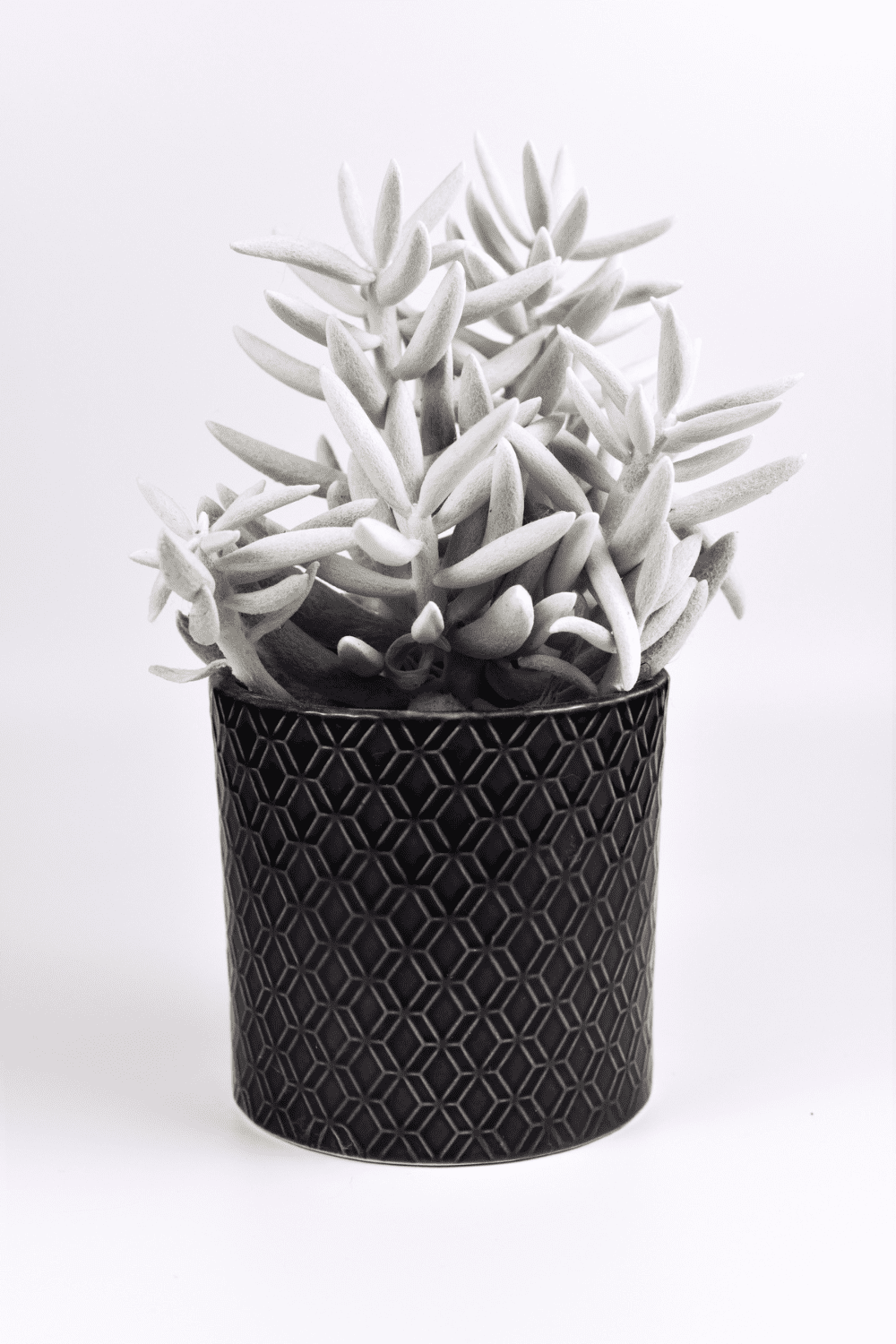 25 Adorable Types of Fuzzy Succulents - Blooming Anomaly