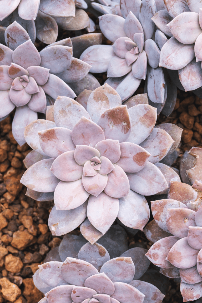 21 Stunning Types of Purple Succulents to Grow - Blooming Anomaly