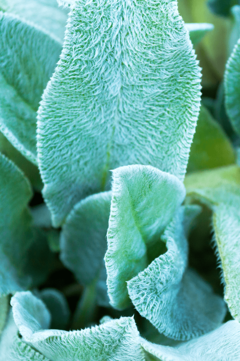 25 Adorable Types of Fuzzy Succulents - Blooming Anomaly