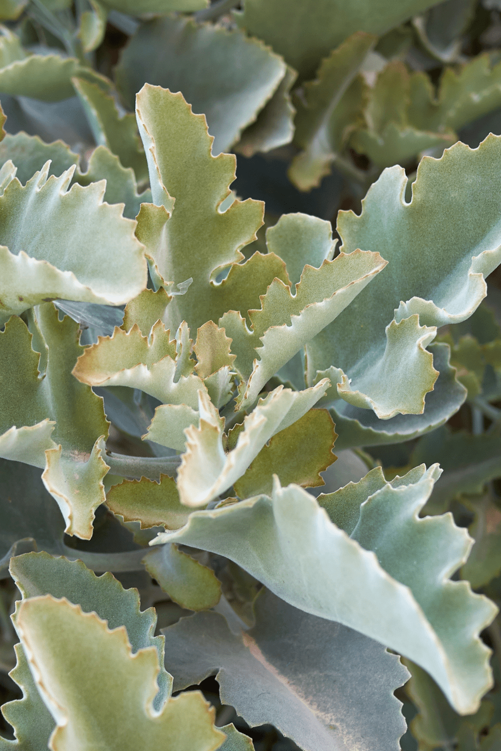25 Adorable Types of Fuzzy Succulents - Blooming Anomaly