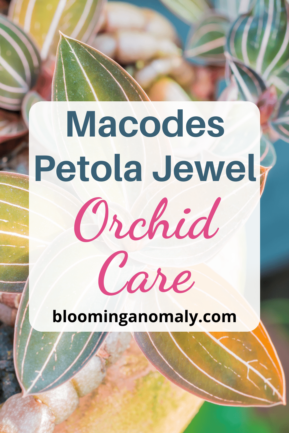 Magnificent Macodes Petola Jewel Orchid Care Guide - Blooming Anomaly