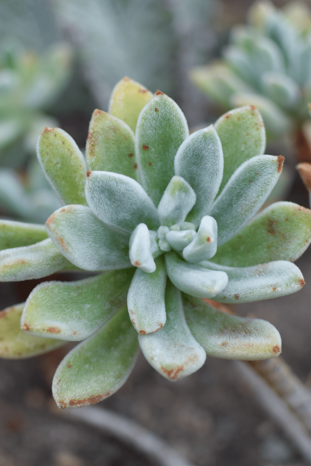 25 Adorable Types of Fuzzy Succulents - Blooming Anomaly