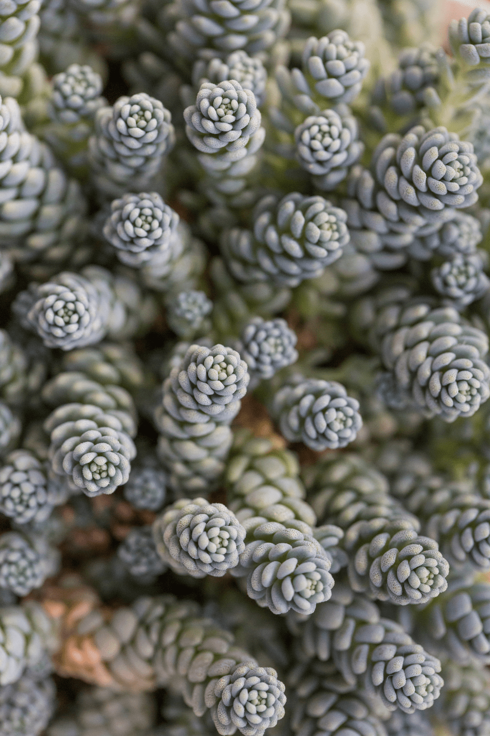 21 Stunning Types of Purple Succulents to Grow - Blooming Anomaly