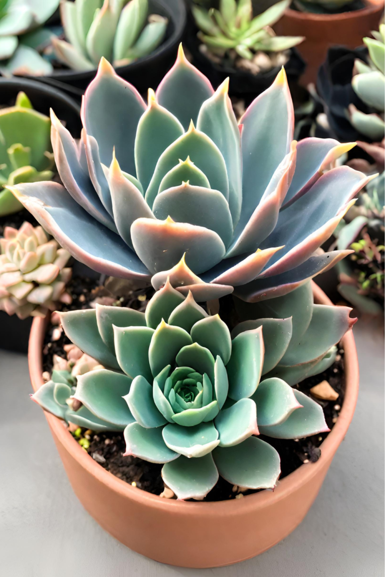 21 Stunning Types of Purple Succulents to Grow - Blooming Anomaly