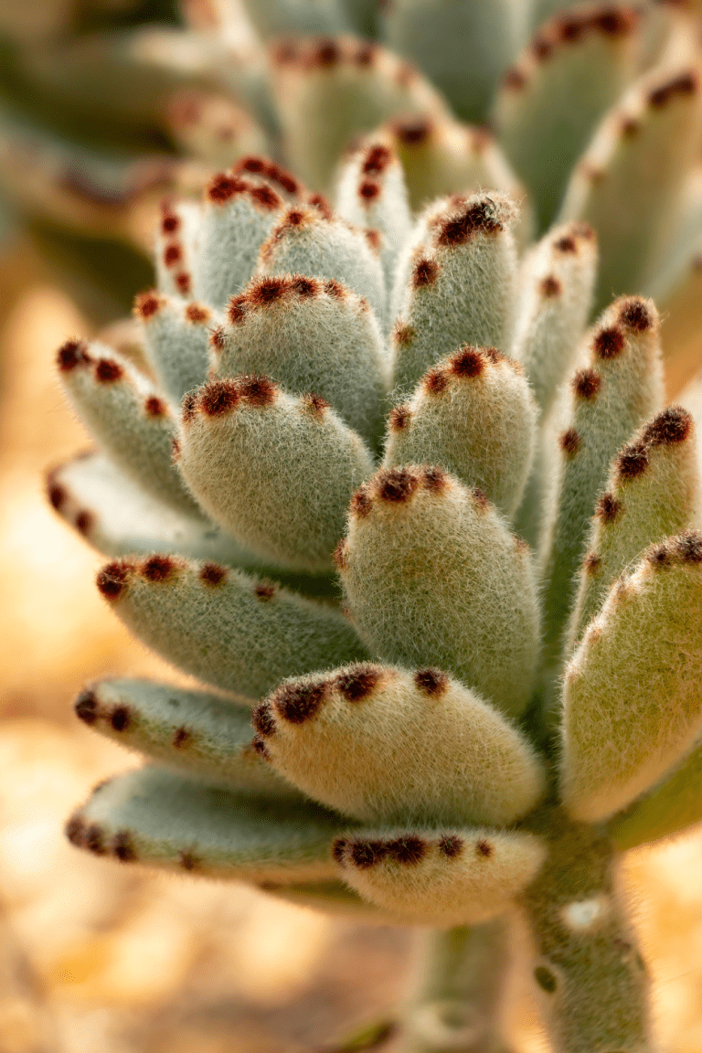 25 Adorable Types of Fuzzy Succulents - Blooming Anomaly