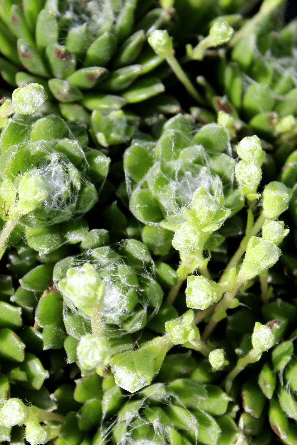 25 Adorable Types of Fuzzy Succulents - Blooming Anomaly