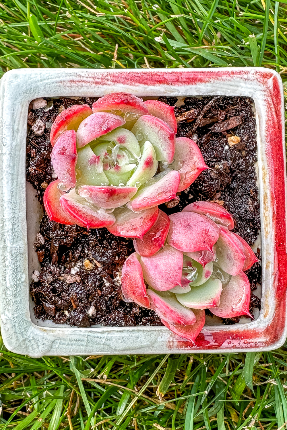 21 Stunning Types of Purple Succulents to Grow - Blooming Anomaly