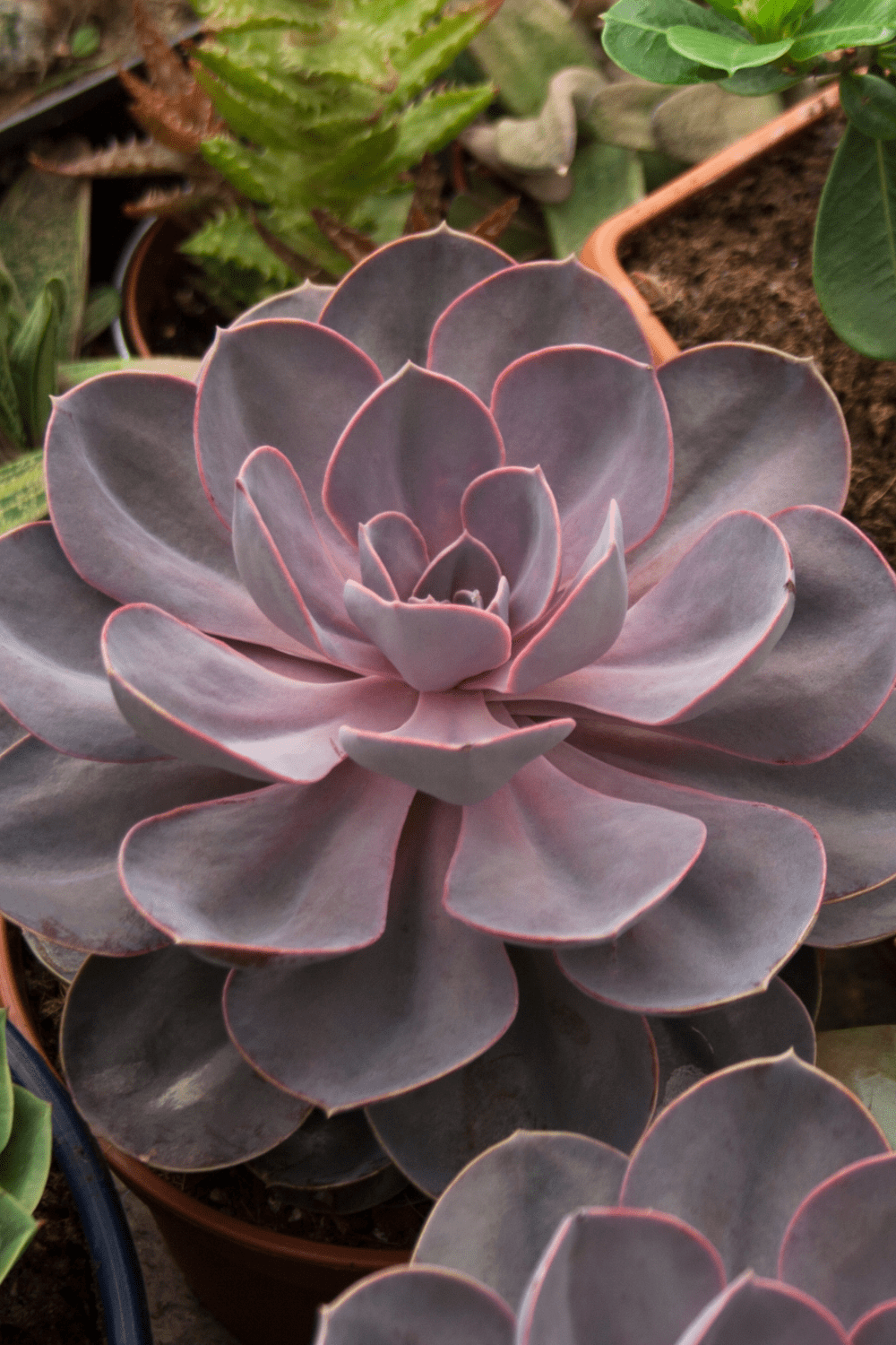 21 Stunning Types of Purple Succulents to Grow - Blooming Anomaly