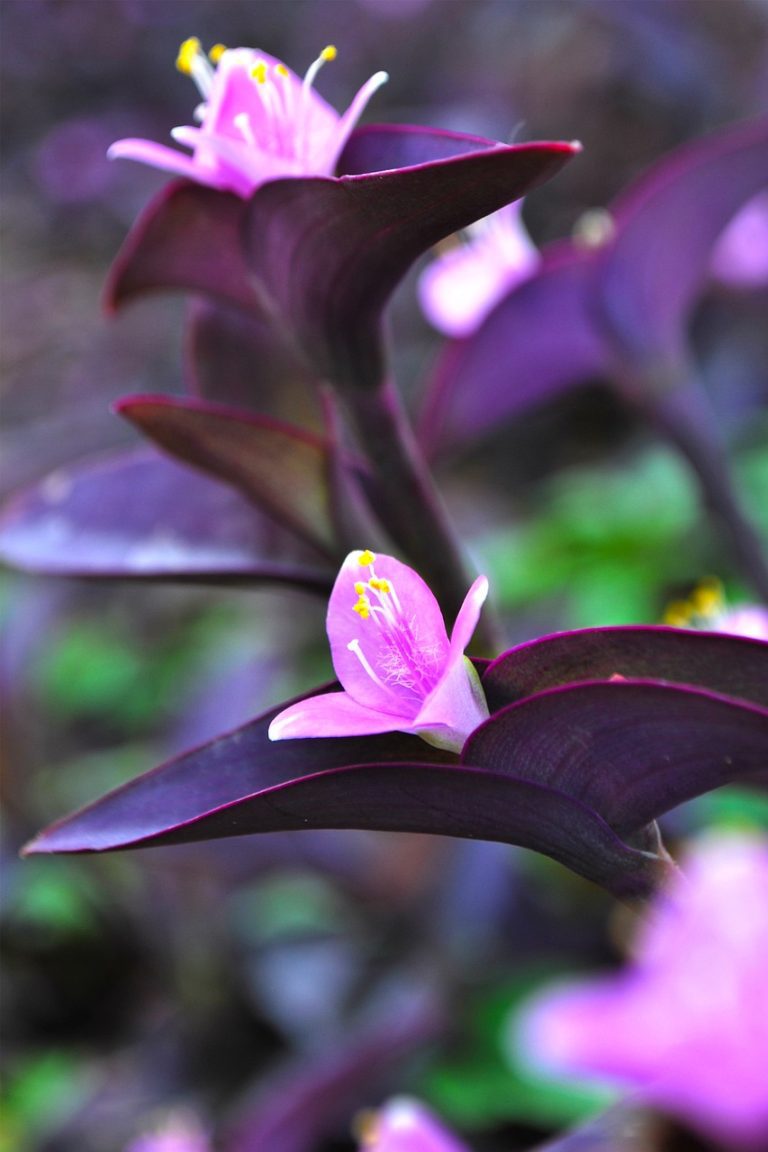 21 Stunning Types of Purple Succulents to Grow - Blooming Anomaly