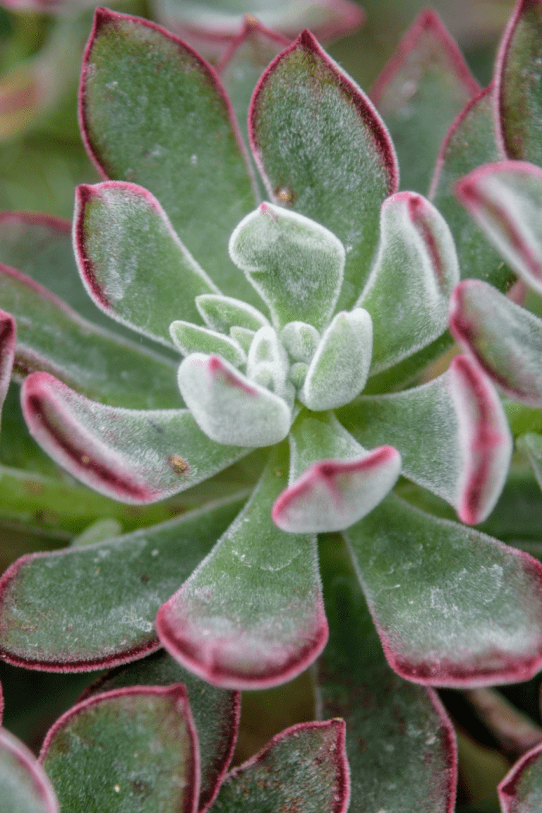 25 Adorable Types of Fuzzy Succulents - Blooming Anomaly