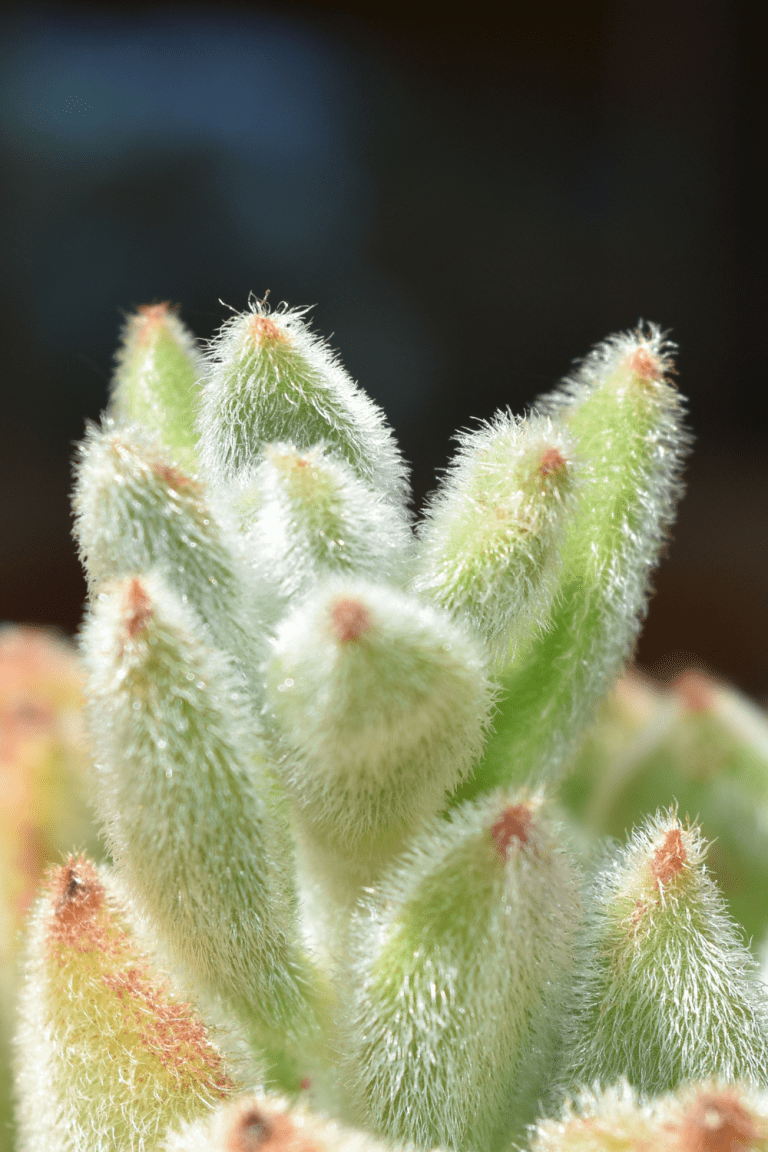 25 Adorable Types of Fuzzy Succulents - Blooming Anomaly