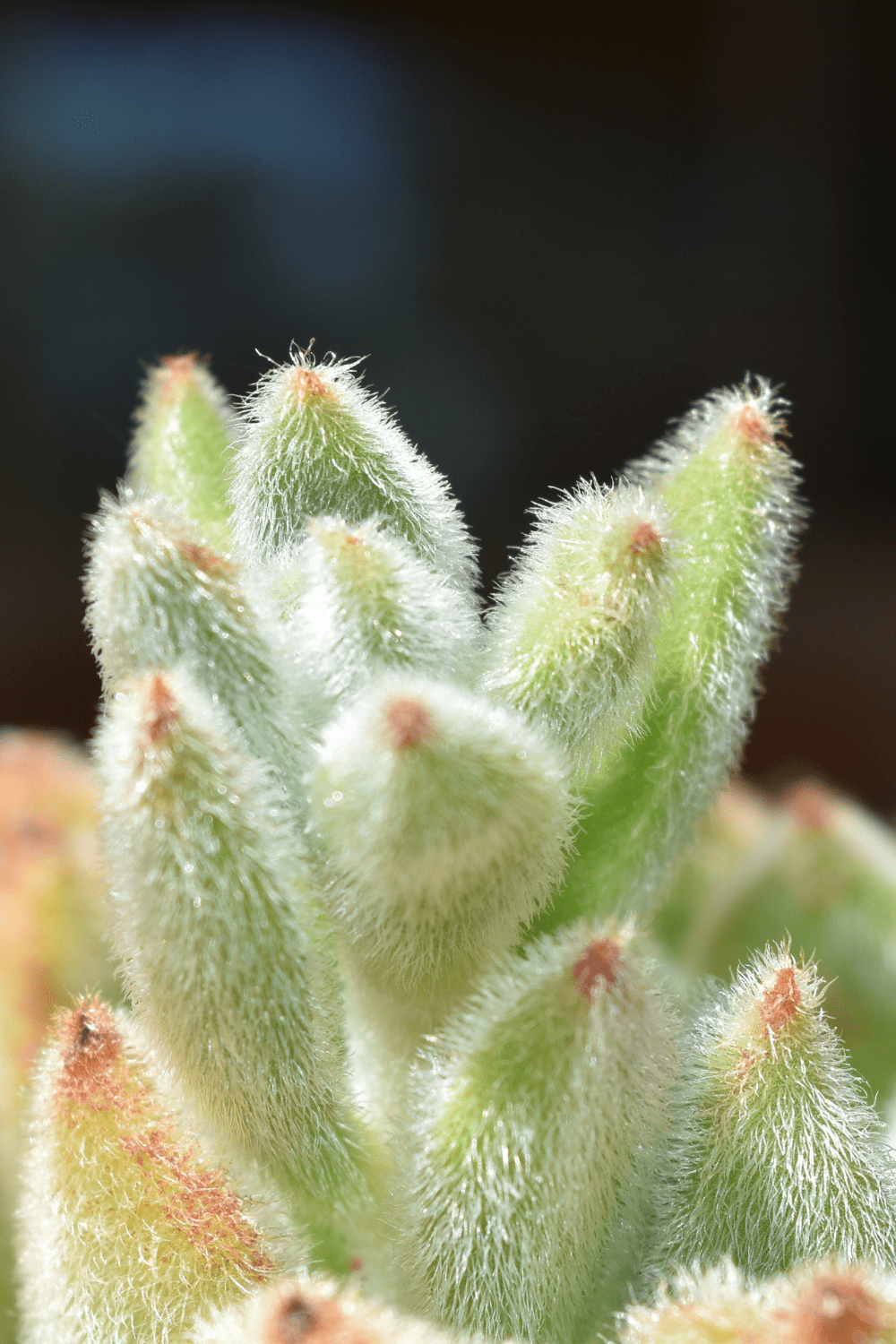 25 Adorable Types of Fuzzy Succulents - Blooming Anomaly