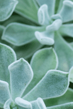 25 Adorable Types of Fuzzy Succulents - Blooming Anomaly