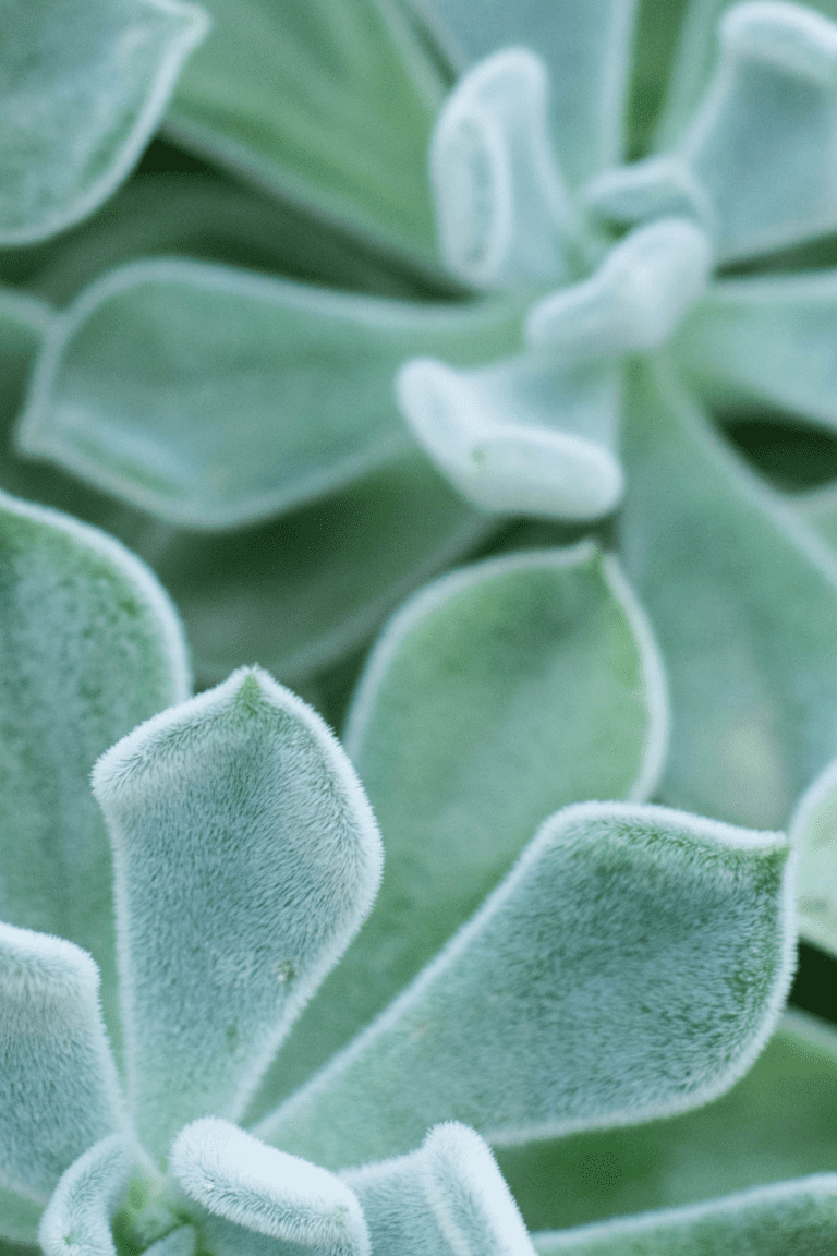 25 Adorable Types of Fuzzy Succulents - Blooming Anomaly