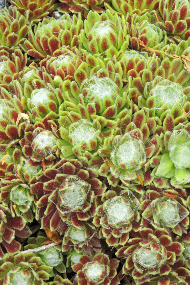 25 Adorable Types of Fuzzy Succulents - Blooming Anomaly