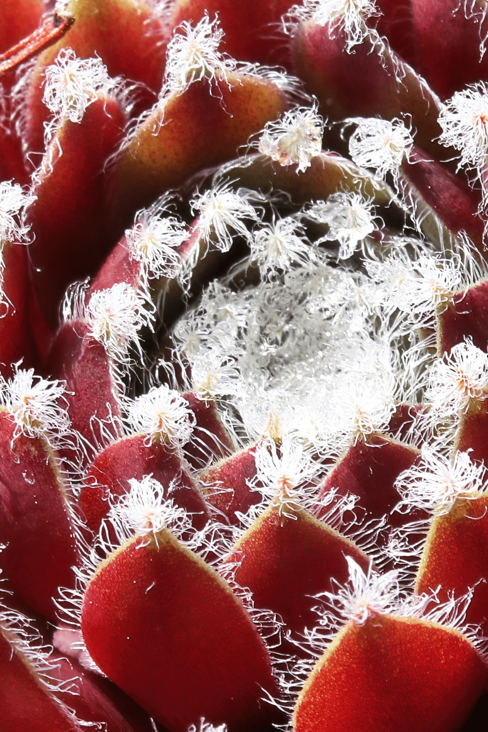 25 Adorable Types of Fuzzy Succulents - Blooming Anomaly