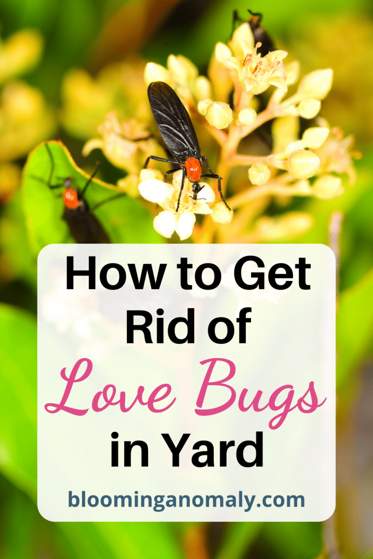 How to Get Rid of Love Bugs in Yard and More - Blooming Anomaly