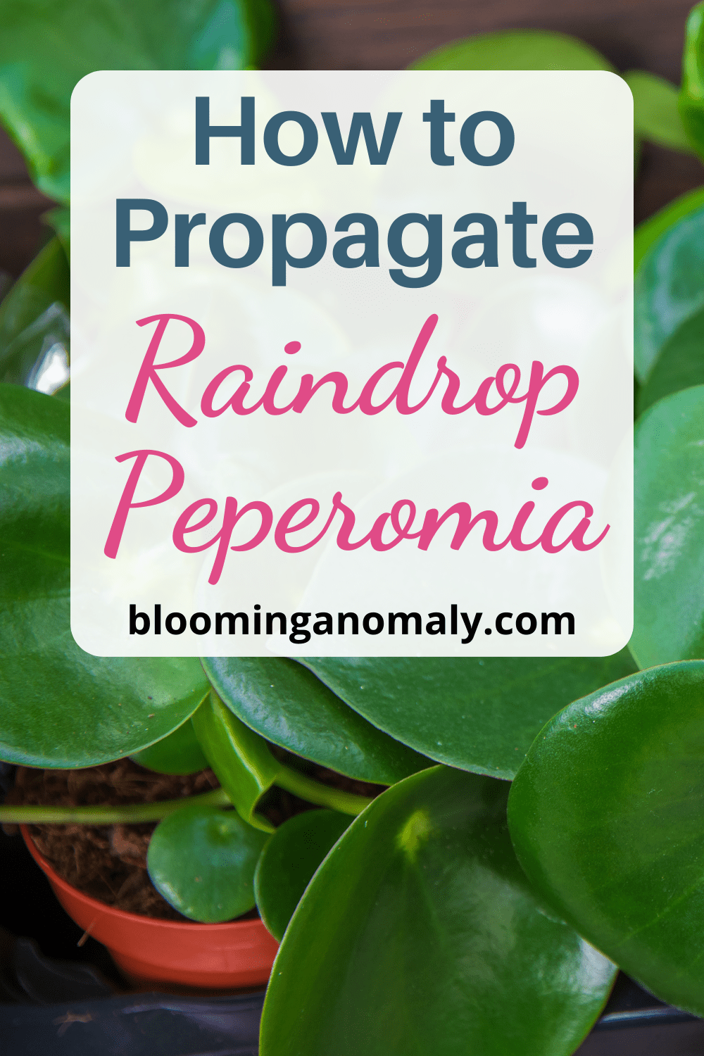 Easy How to Propagate Raindrop Peperomia Guide - Blooming Anomaly