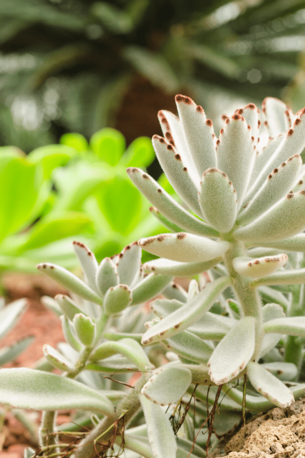 25 Adorable Types of Fuzzy Succulents - Blooming Anomaly