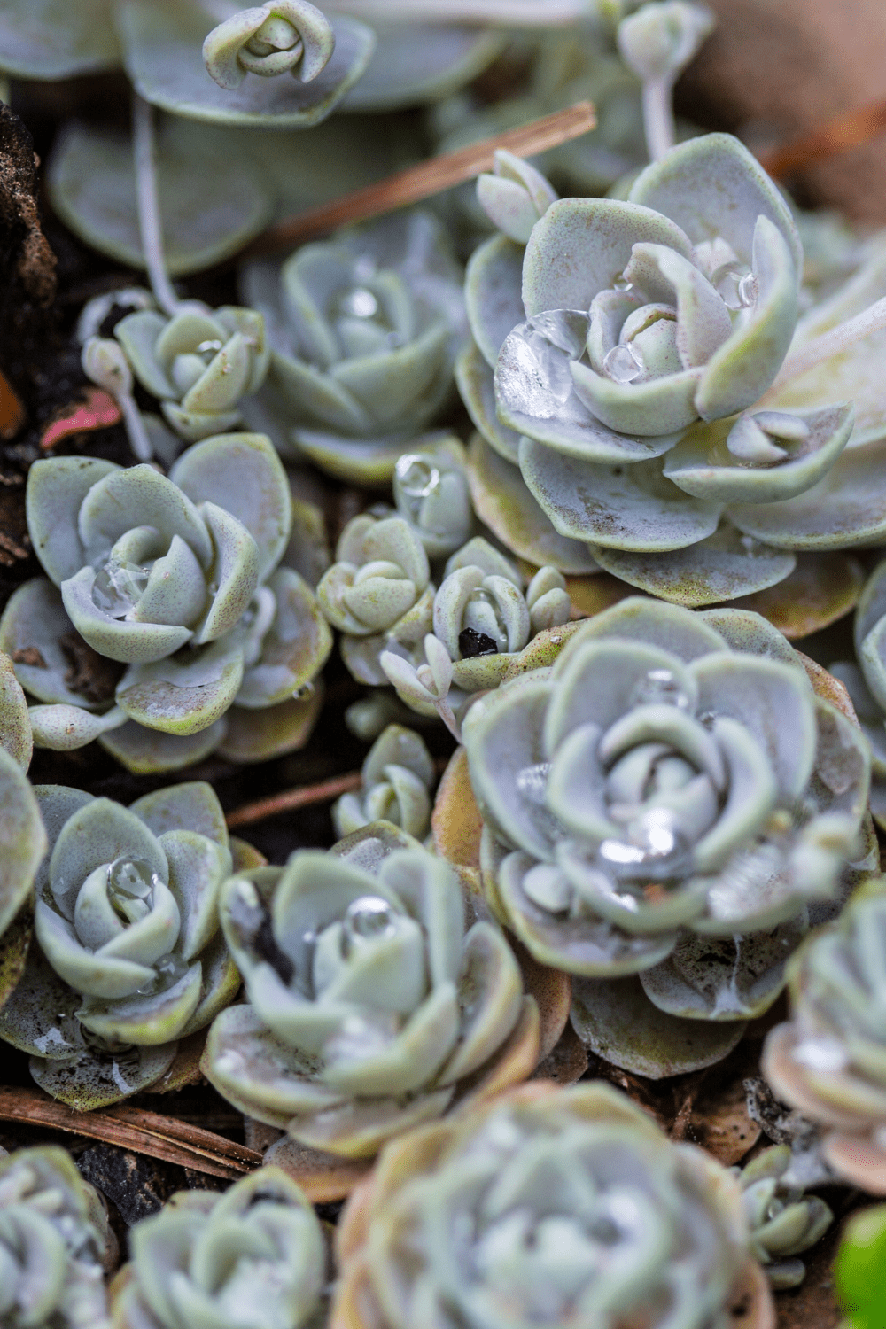 21 Stunning Types of Purple Succulents to Grow - Blooming Anomaly