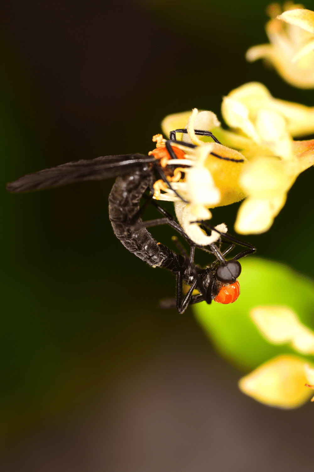 How to Get Rid of Love Bugs in Yard and More - Blooming Anomaly