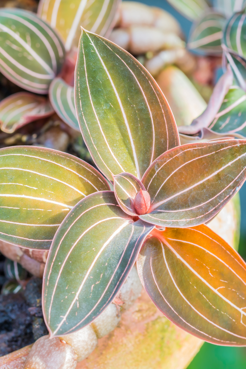 Magnificent Macodes Petola Jewel Orchid Care Guide - Blooming Anomaly