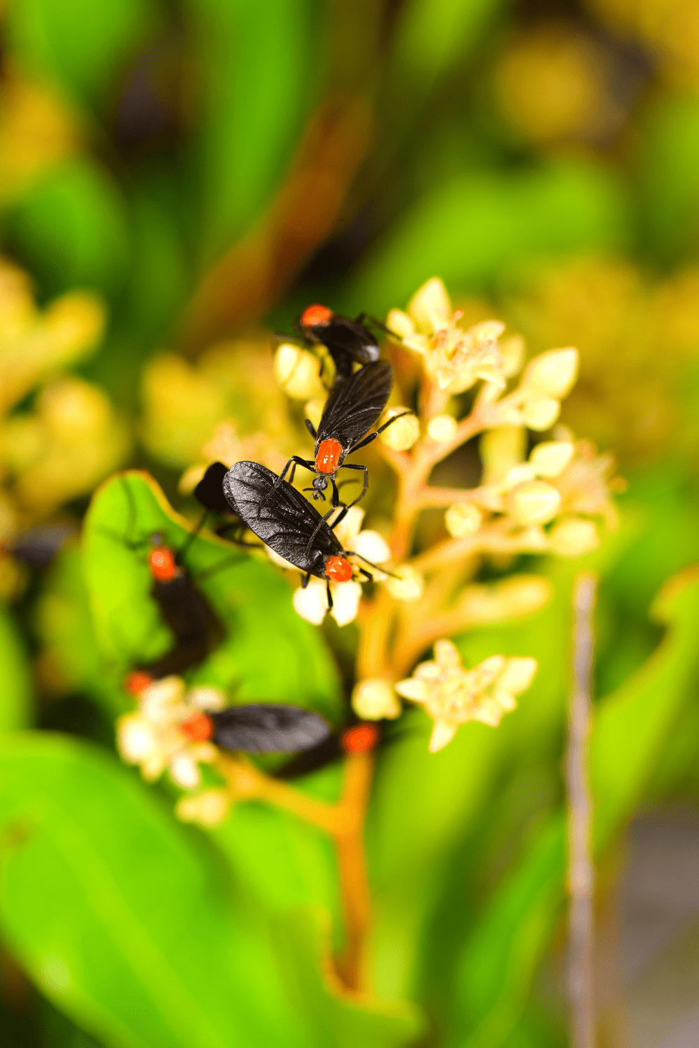 How to Get Rid of Love Bugs in Yard and More - Blooming Anomaly