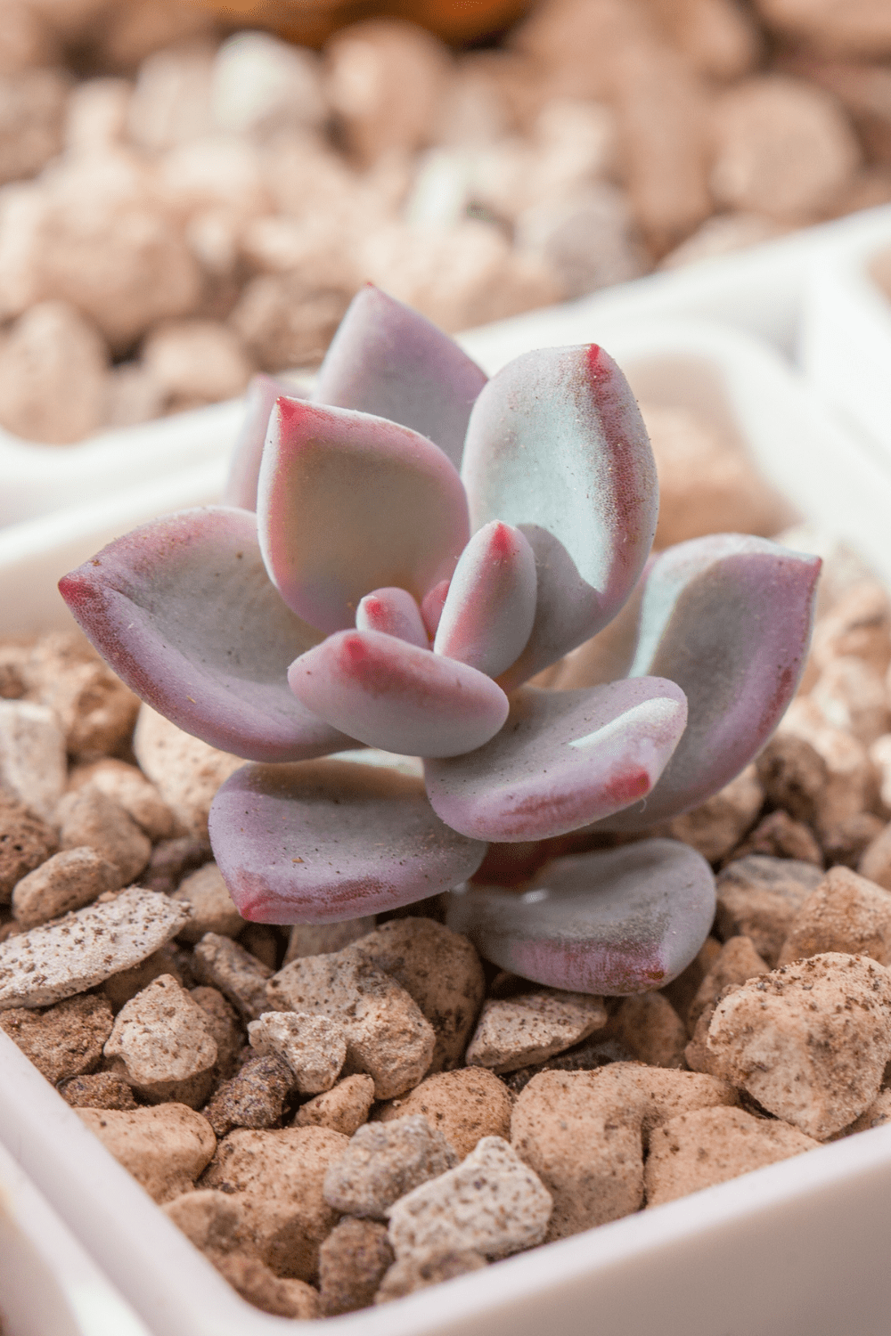 21 Stunning Types of Purple Succulents to Grow - Blooming Anomaly