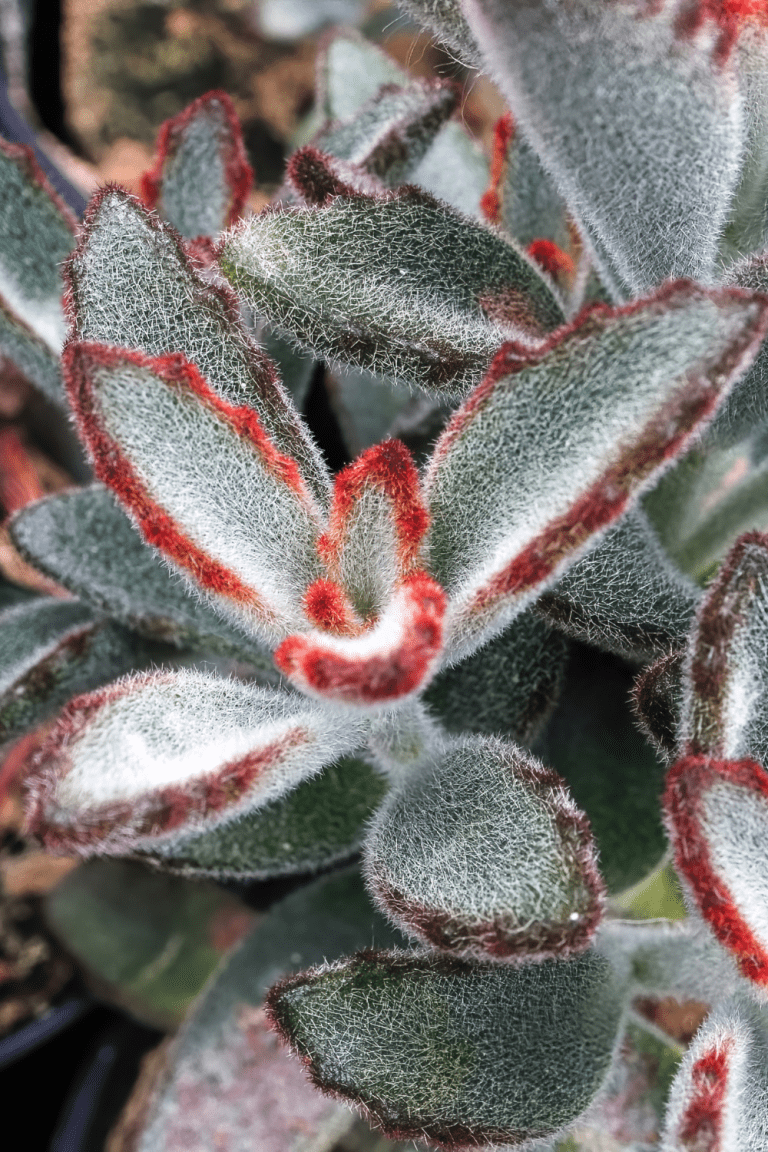 25 Adorable Types of Fuzzy Succulents - Blooming Anomaly