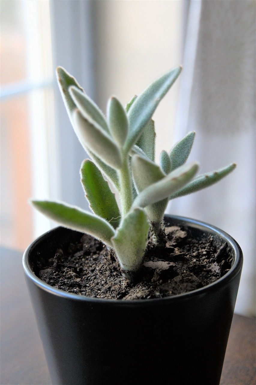 25 Adorable Types of Fuzzy Succulents - Blooming Anomaly