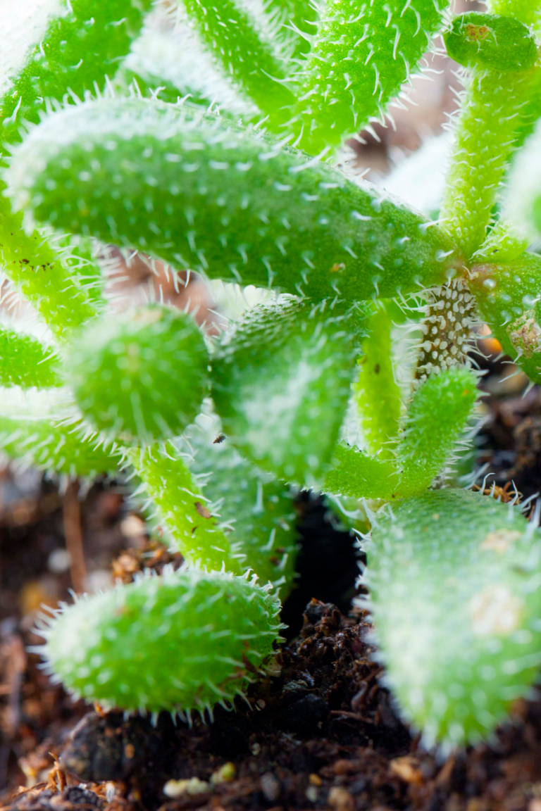 25 Adorable Types of Fuzzy Succulents - Blooming Anomaly