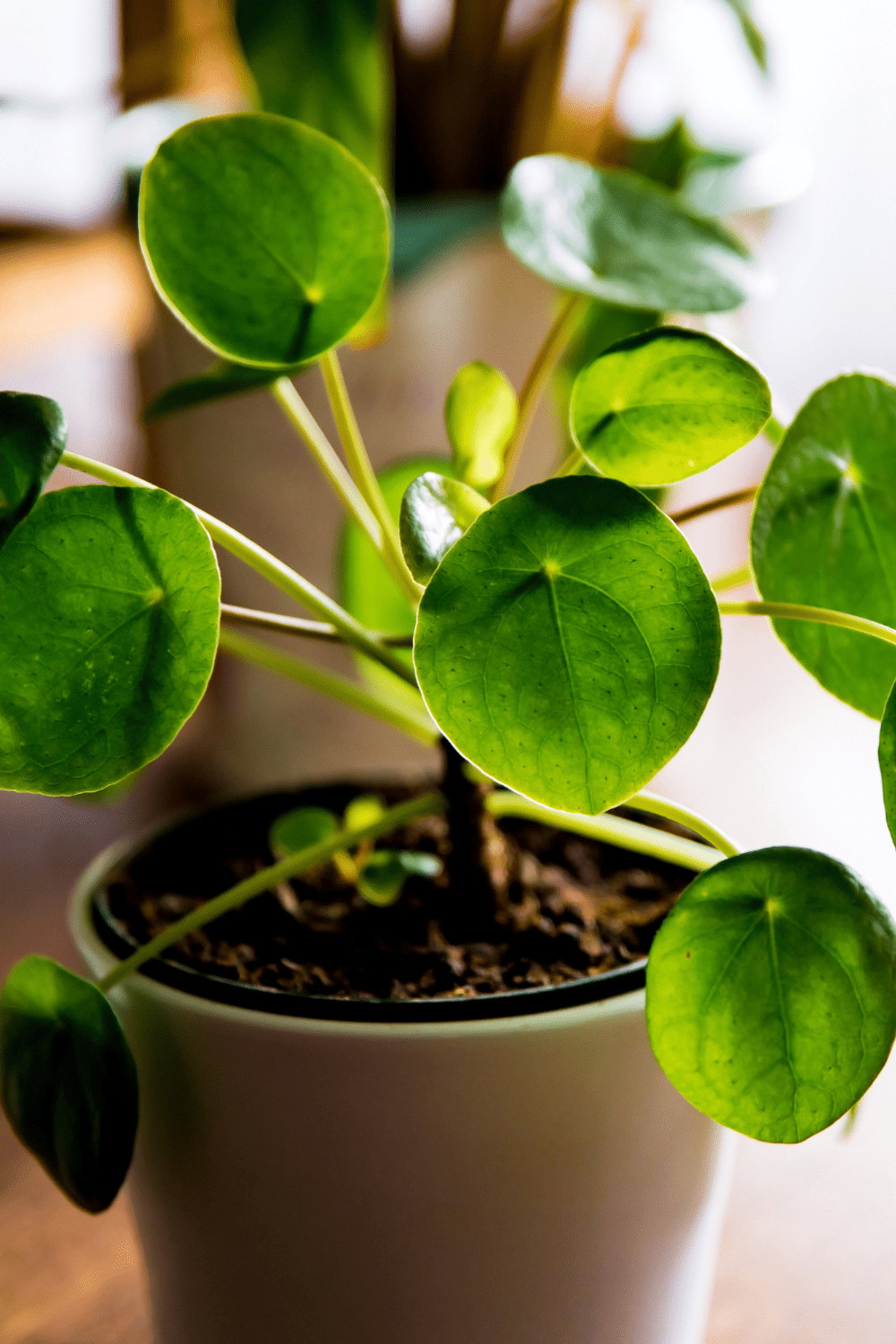 Easy How to Propagate Raindrop Peperomia Guide - Blooming Anomaly