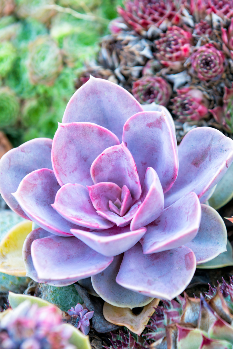 21 Stunning Types of Purple Succulents to Grow - Blooming Anomaly