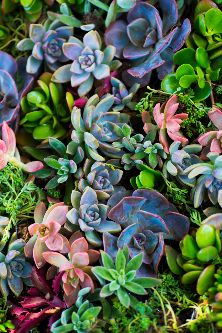 21 Stunning Types of Purple Succulents to Grow - Blooming Anomaly