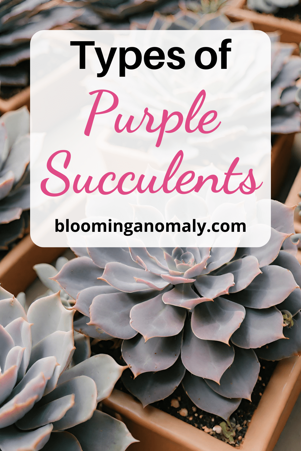 21 Stunning Types of Purple Succulents to Grow - Blooming Anomaly