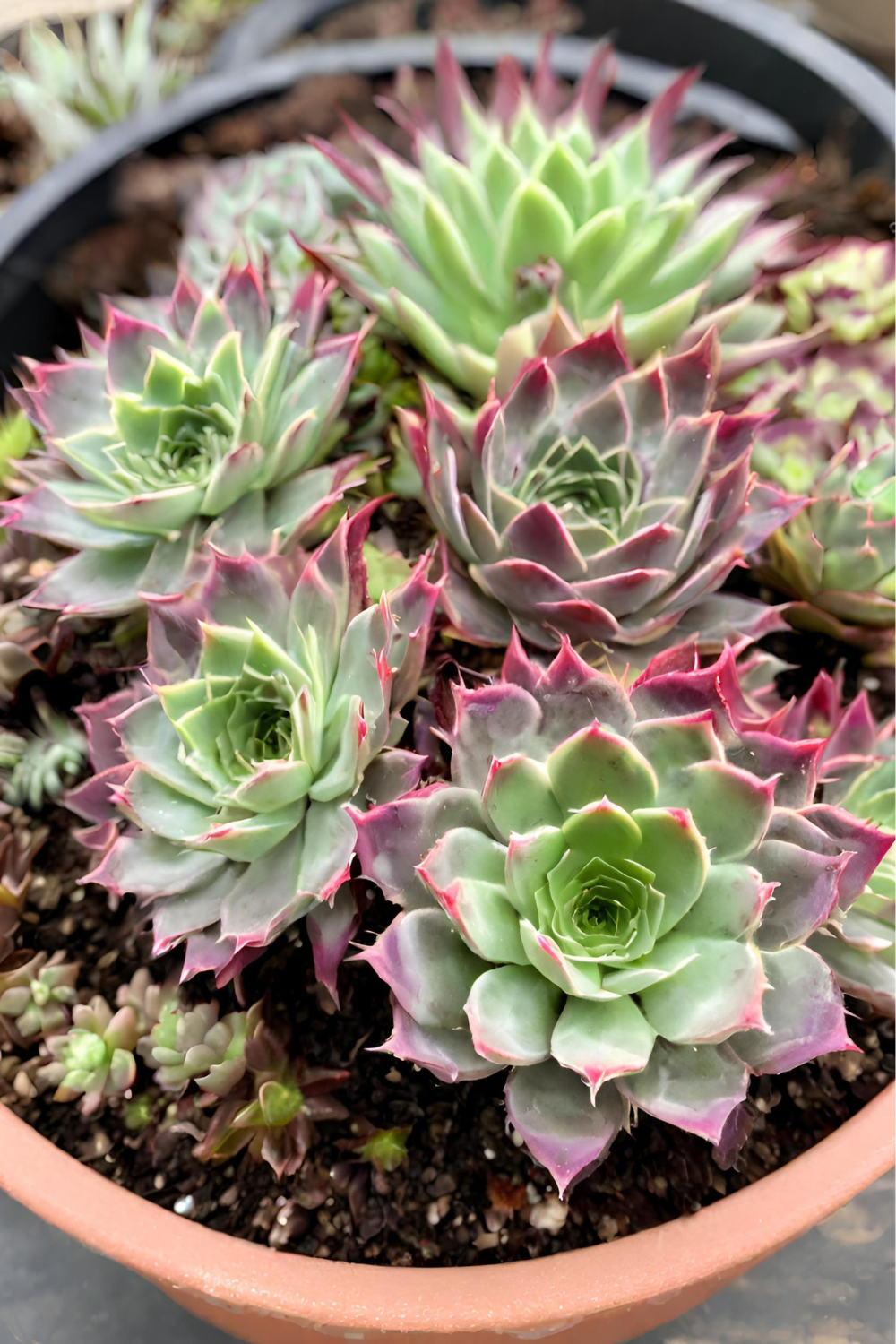 21 Stunning Types of Purple Succulents to Grow - Blooming Anomaly