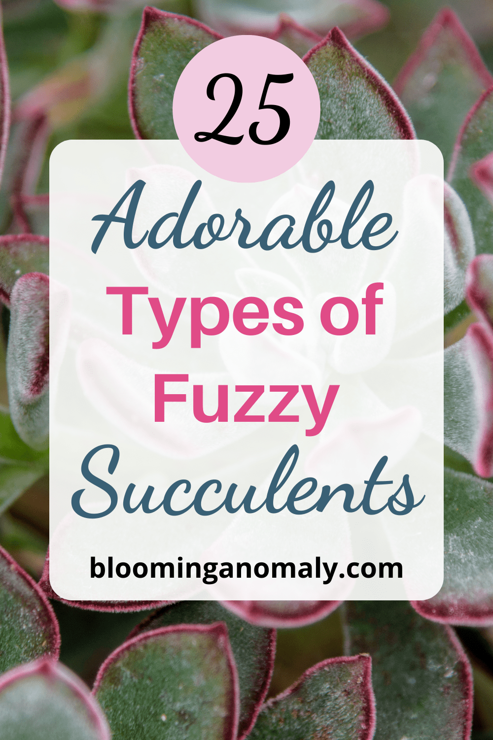 25 Adorable Types of Fuzzy Succulents - Blooming Anomaly